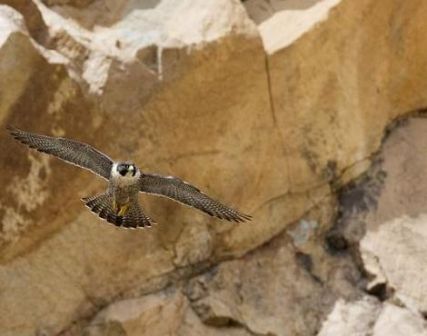 Animales y Animales » Halcones: lo que debes saber de estas increíbles aves